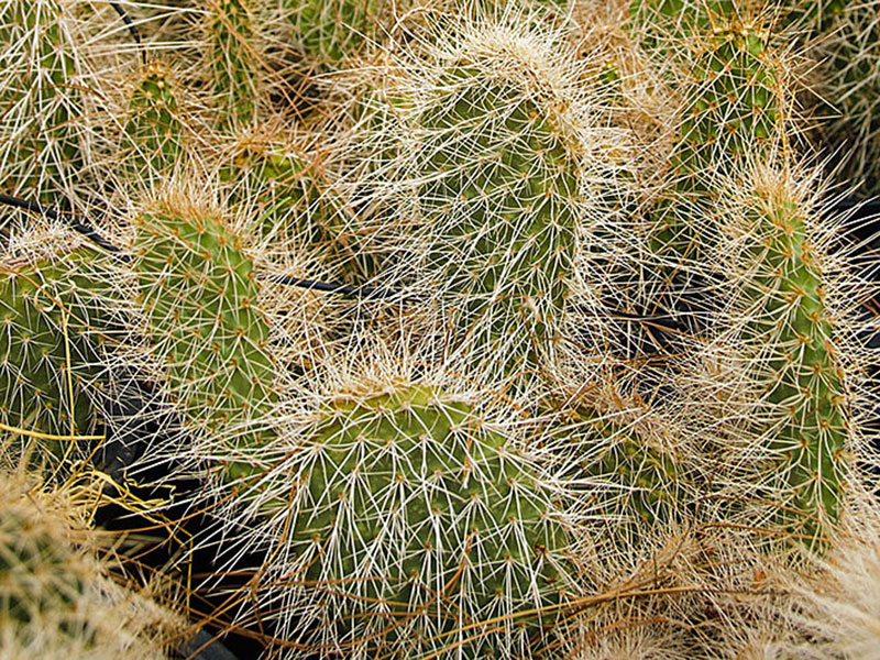 Find plants - Grizzly Bear Prickly Pear